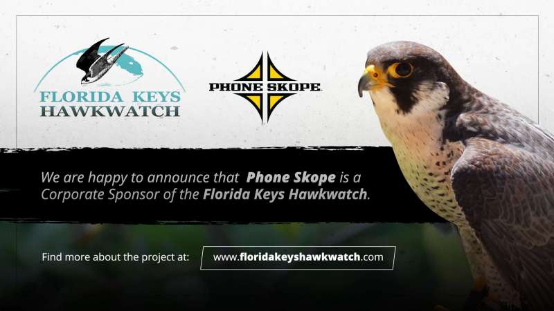 Florida Keys Hawkwatch | Peregrine Falcon Migration | Phone Skope